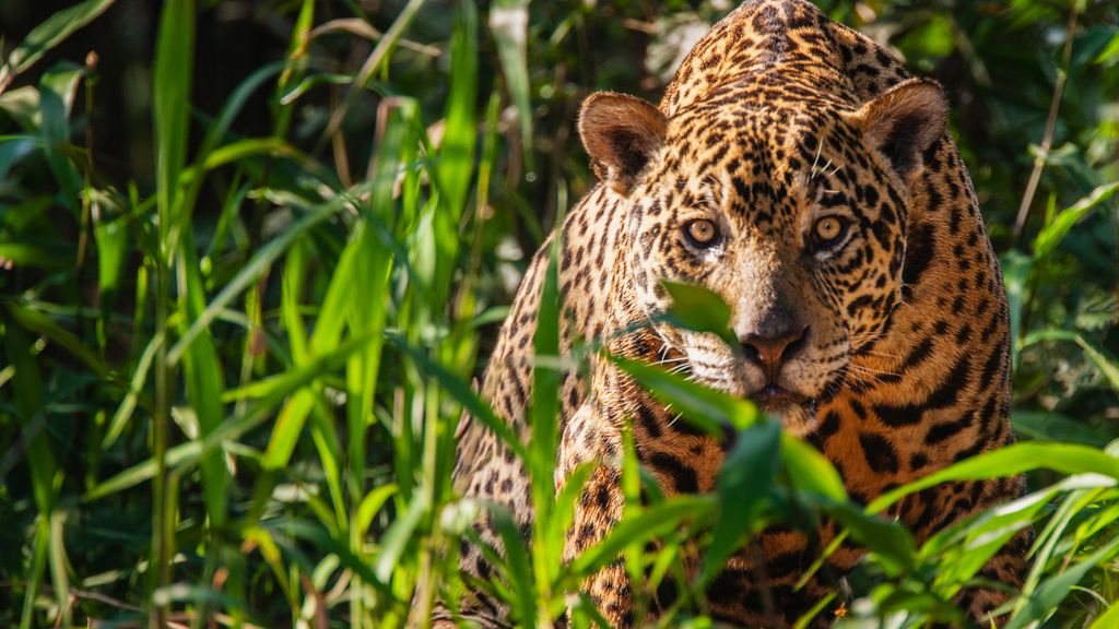 Cannibal animals: 12 creatures that gobble up their own kind | Live Science