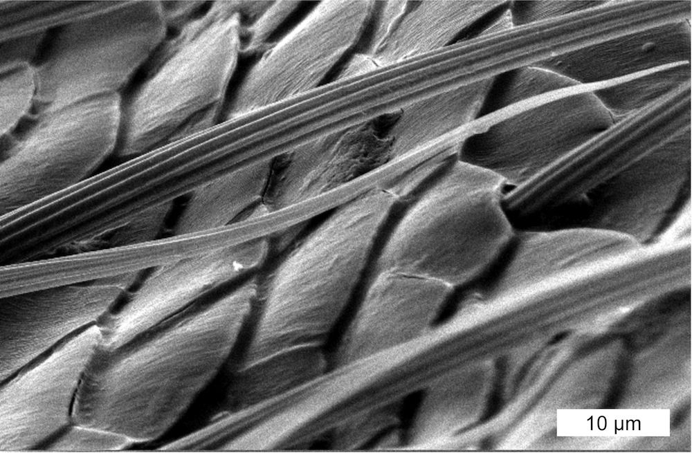 Magnificent Microphotography: 50 Tiny Wonders: Page 5 | Live Science