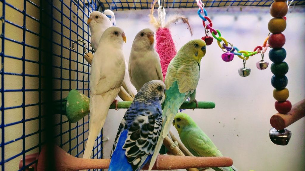 32 tips for taking care of pet birds | PetsRadar
