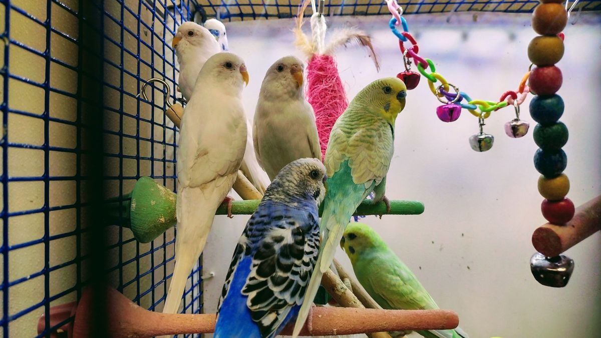 32 tips for taking care of pet birds | PetsRadar