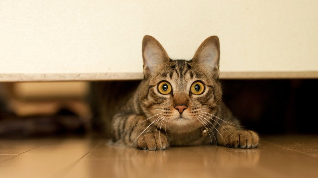 7 ways to calm a scared cat | PetsRadar