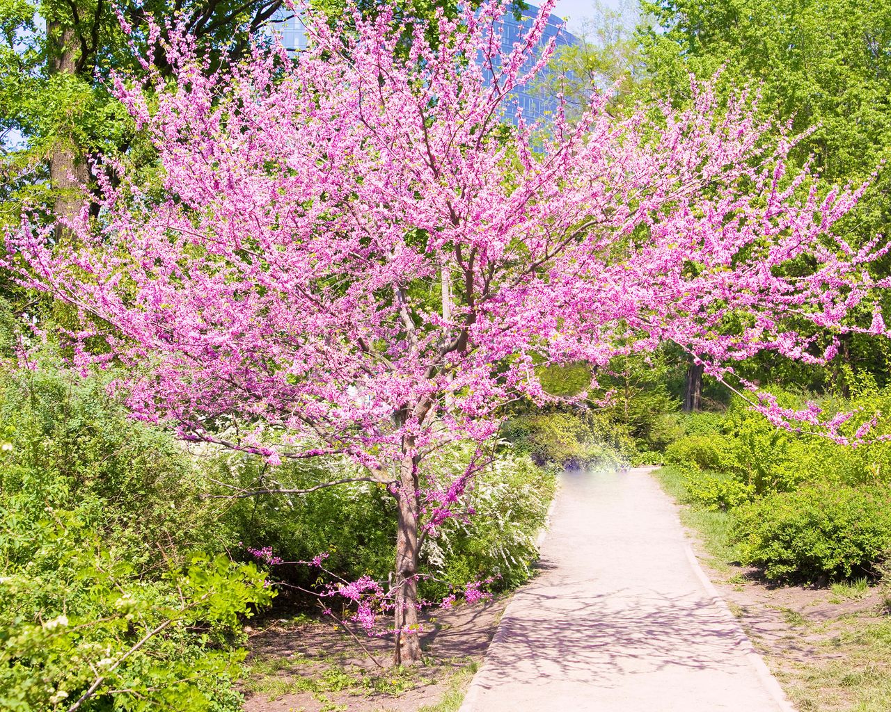 Best trees for shade: 9 top growers for shady spots | Gardeningetc