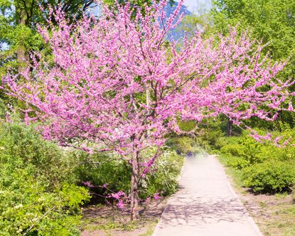 Best trees for shade: 9 top growers for shady spots | Gardeningetc