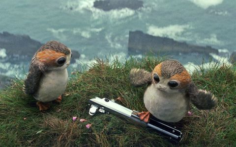 May the 4th Be With You As You Check Out These Amazing Animals of 'The ...