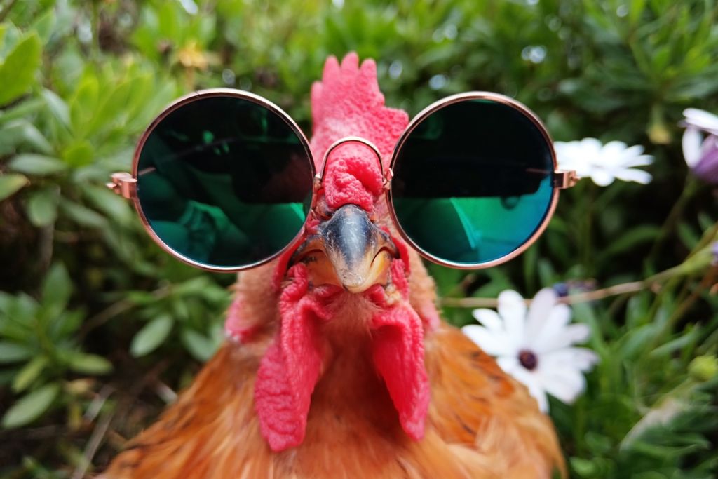 British bird quiz | Country Life