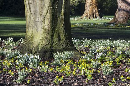 Snowdrops: The flower of town and gown | Country Life