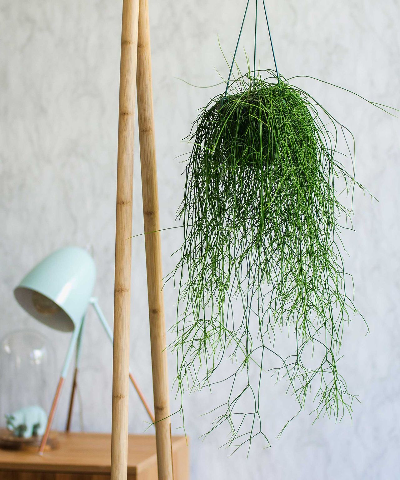 Best indoor hanging plants: 12 trailing varieties | Homes and Gardens