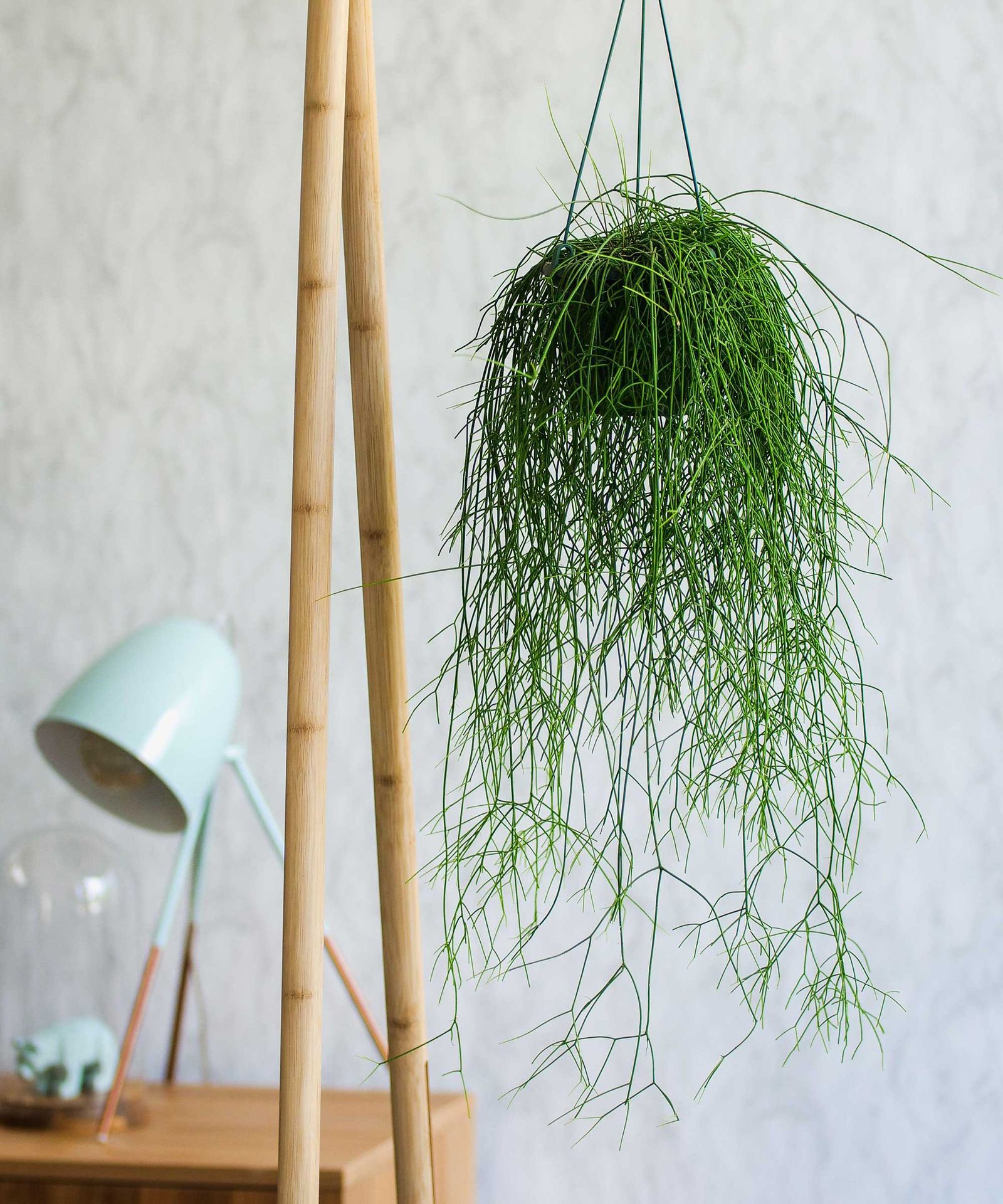 Best indoor hanging plants: 12 trailing varieties | Homes and Gardens