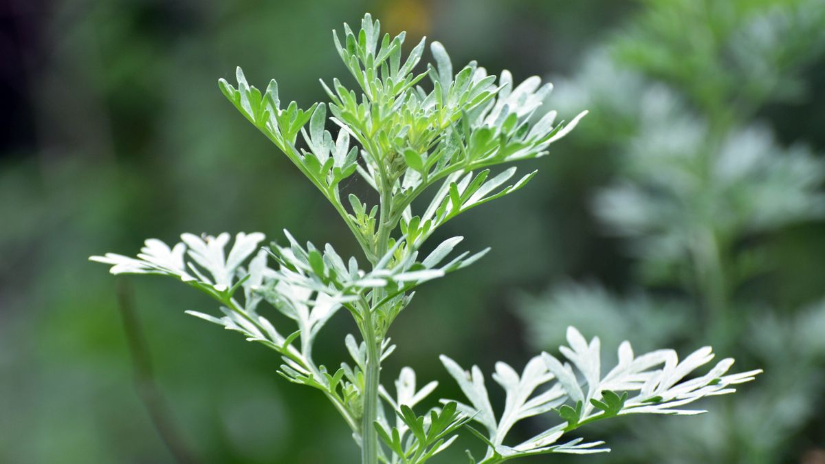 7 plants that will keep wasps out of your yard | Tom's Guide