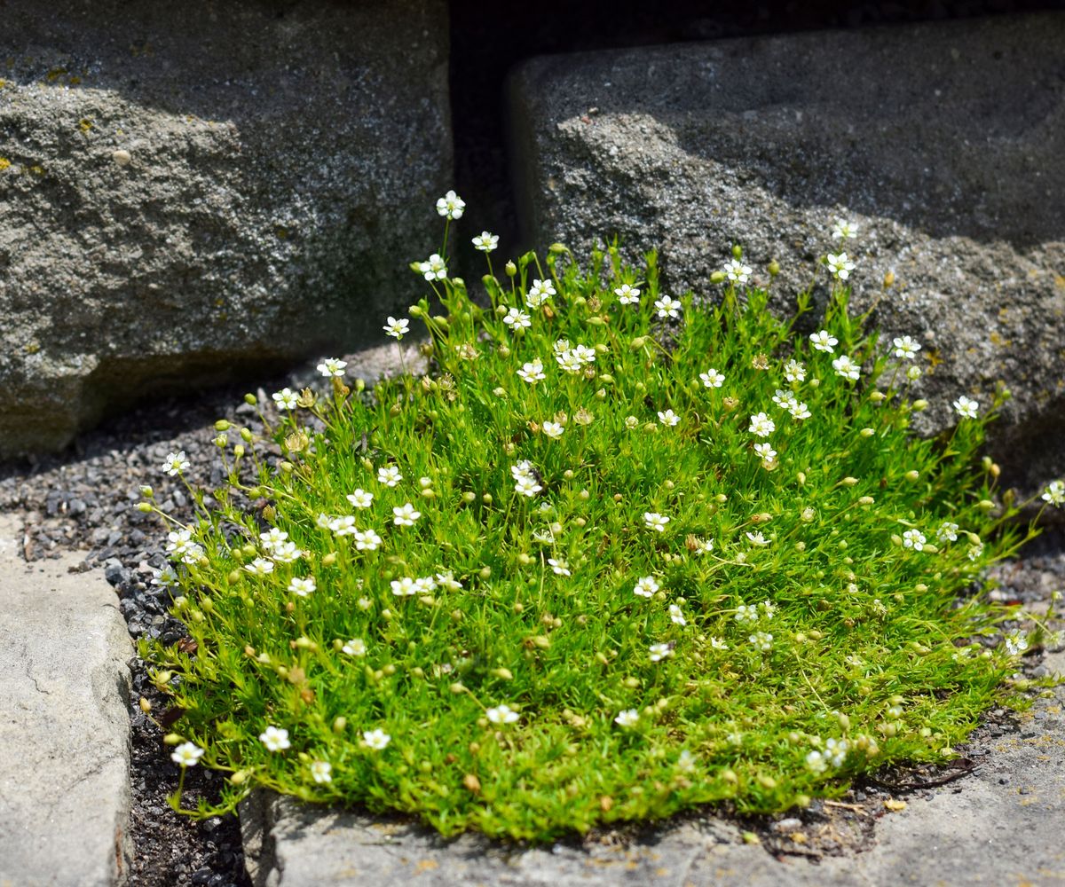 What is an Irish moss lawn and how do you care for one? | Homebuilding
