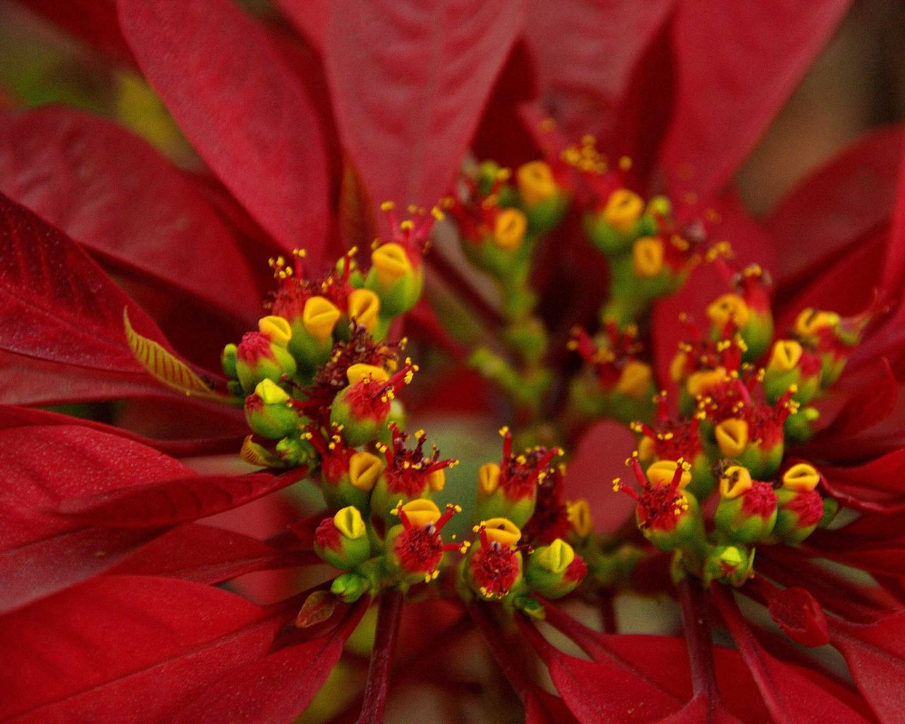 How to propagate poinsettias: quick tips for more plants | Gardeningetc