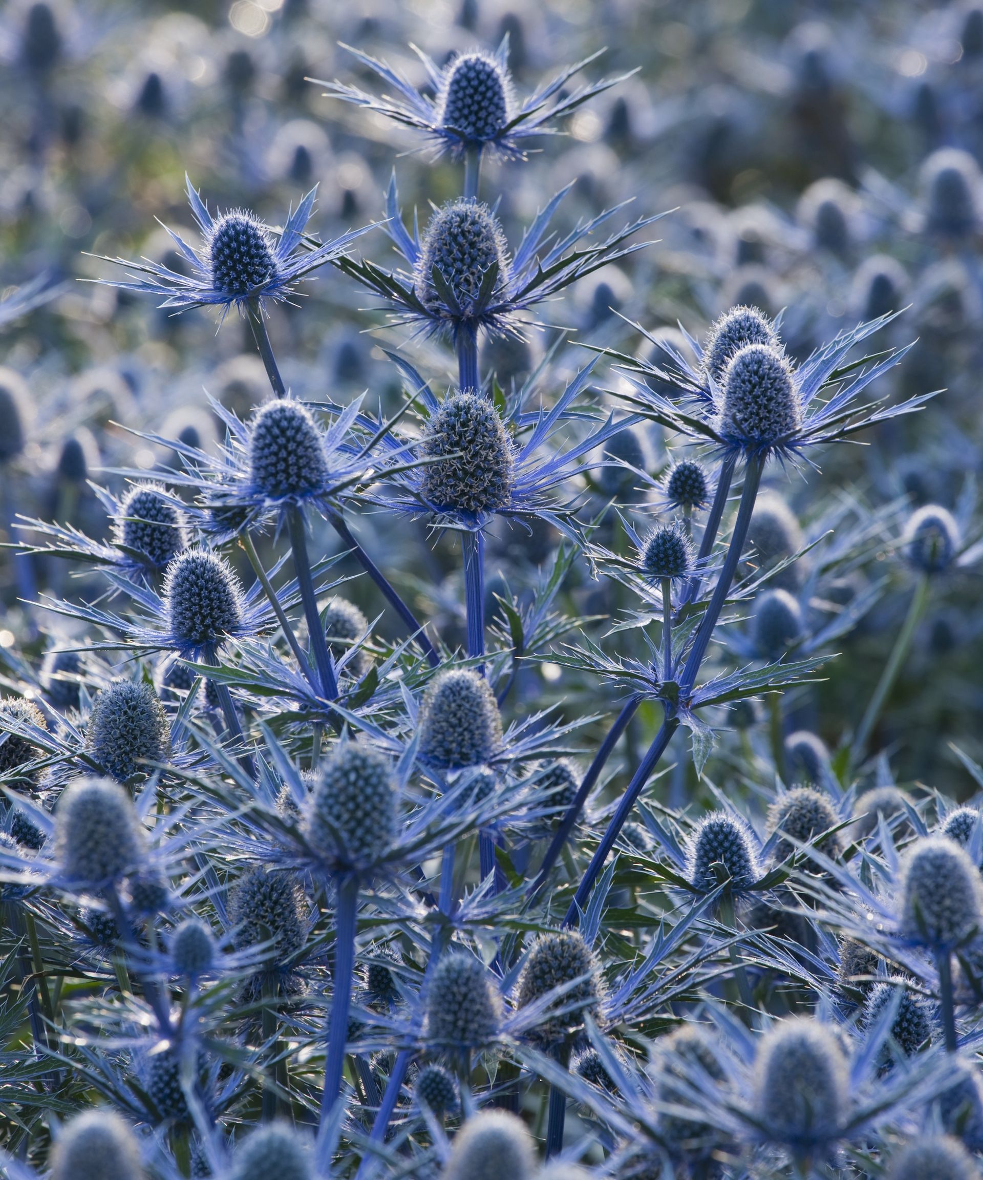 How to grow and care for eryngiums: 3 expert tips | Homes and Gardens