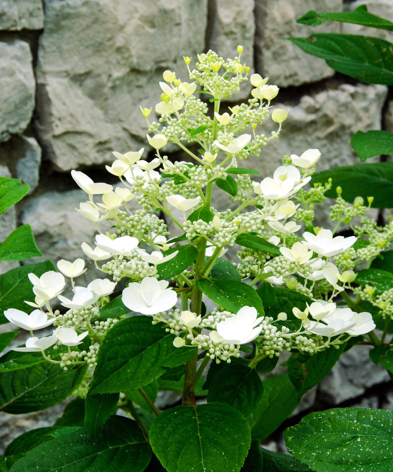 Best Hydrangea By Zone – Find The Right One For Your Climate ...