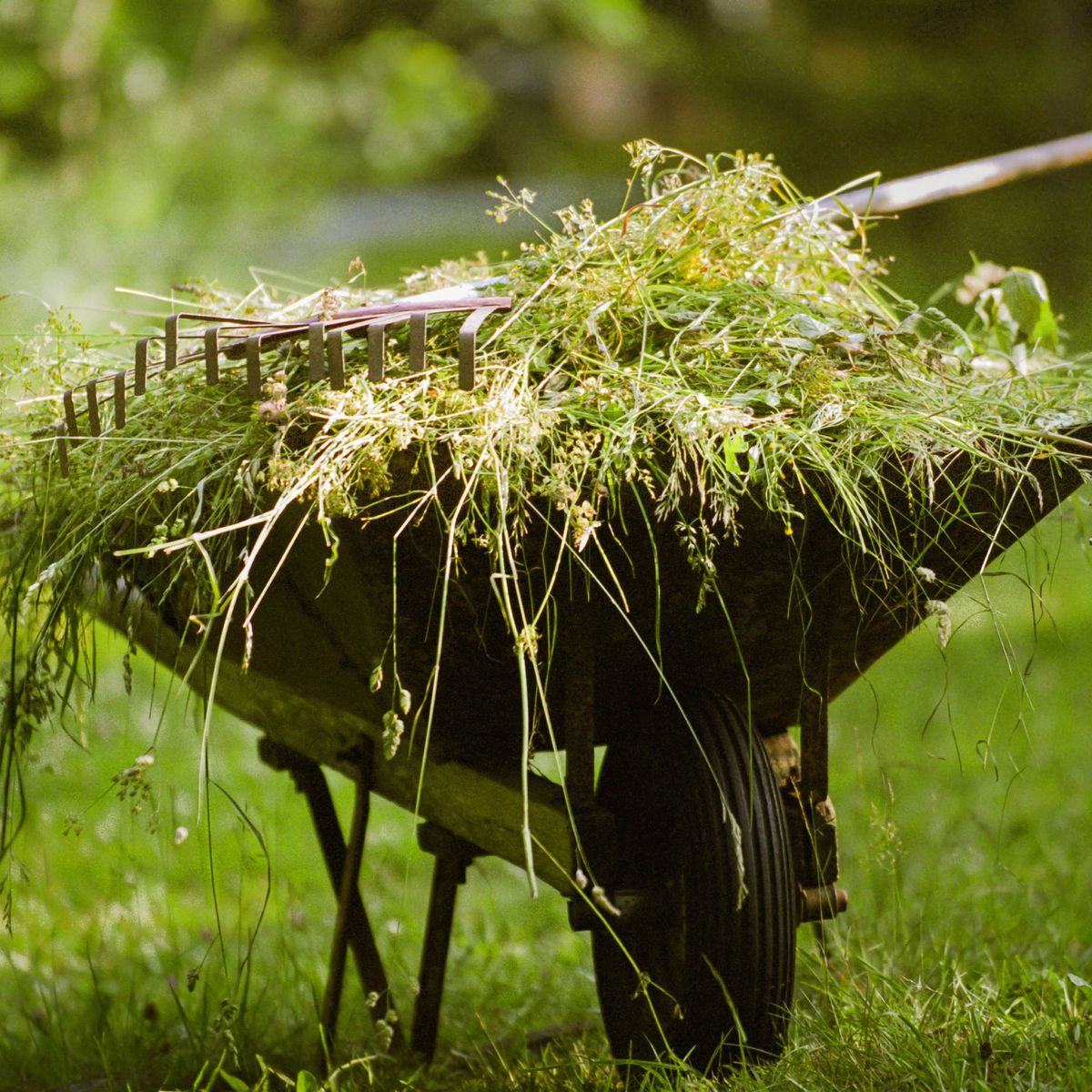 All About Weeding: How To Get Rid Of Unwanted Weeds | Gardening Know How