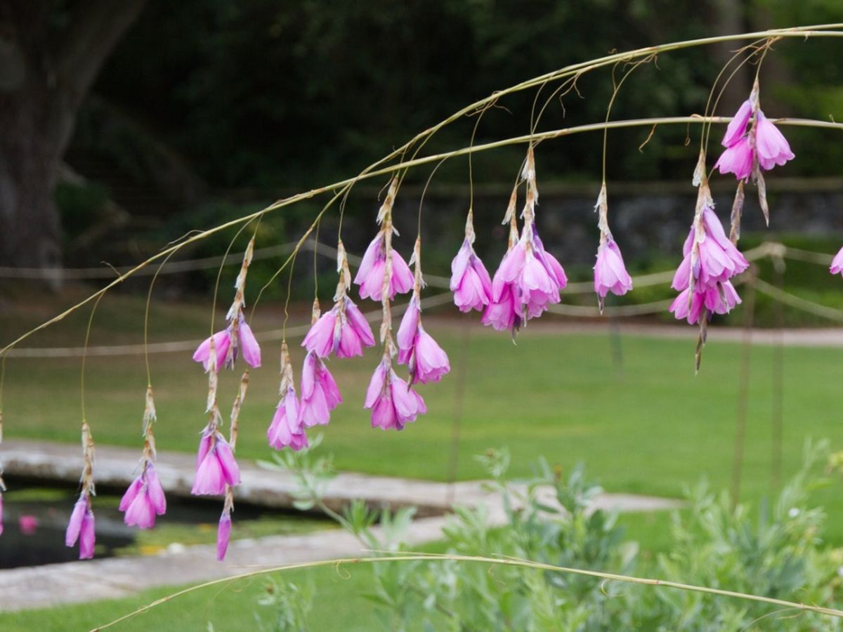 Dierama Plants: Information On Wandflower Plant Care | Gardening Know How
