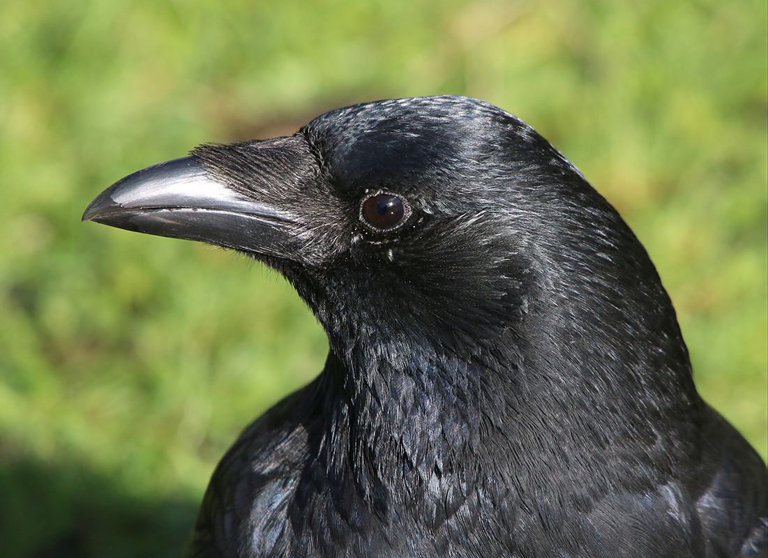 Video Peering at a Crow's Ear Is … Eerie | Live Science
