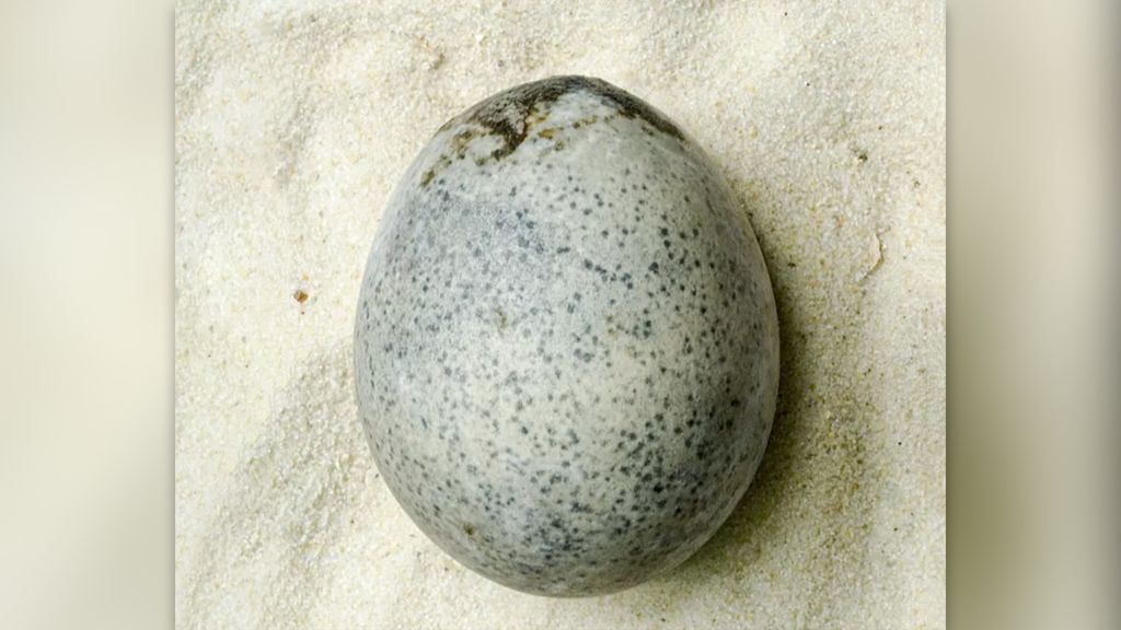 Spectacularly preserved Roman-age egg still has its yolk and whites ...