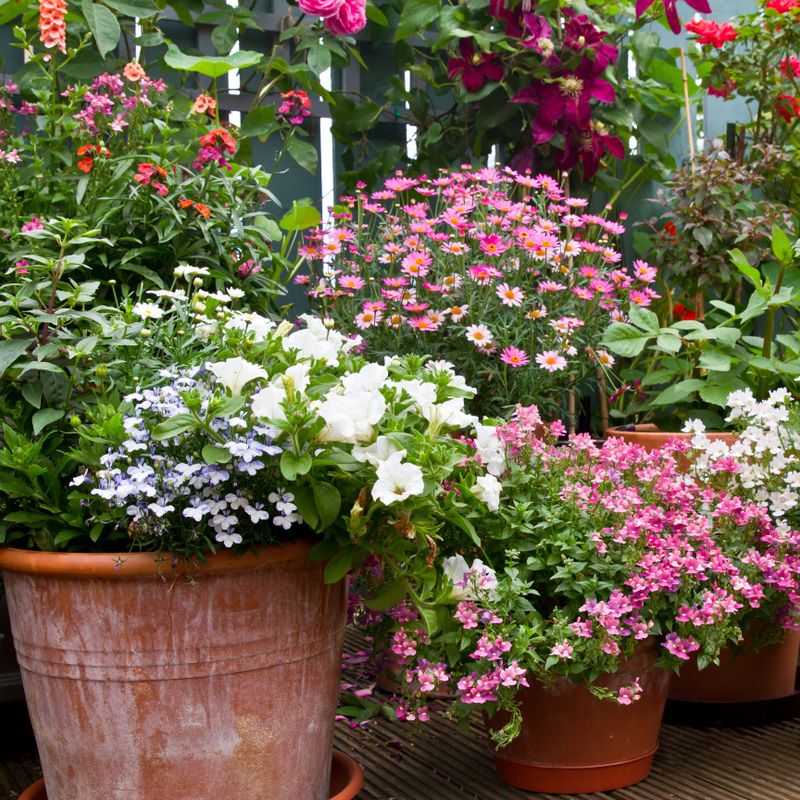 Best Plants For Pots All Year Round – Four Season Containers ...