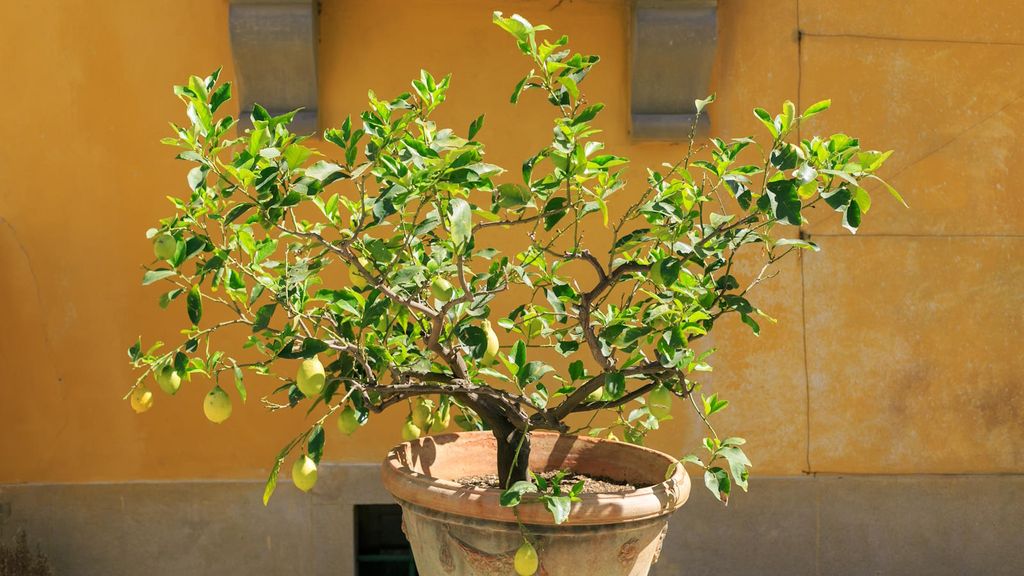How to care for a potted lemon tree in winter indoors | Homes and Gardens