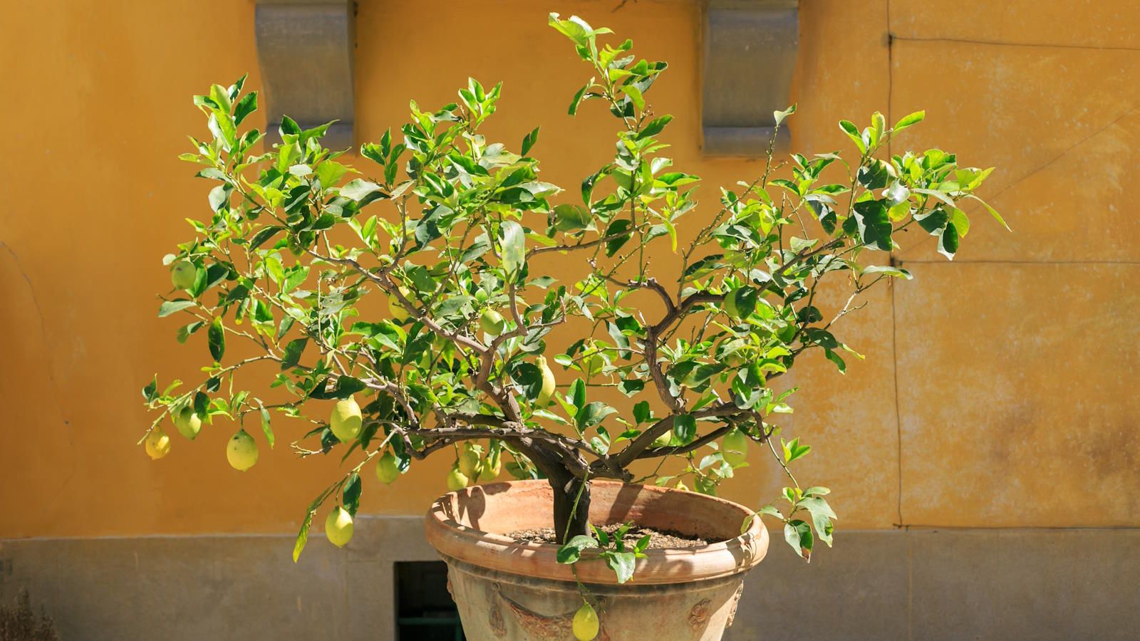 How to care for a potted lemon tree in winter indoors | Homes and Gardens