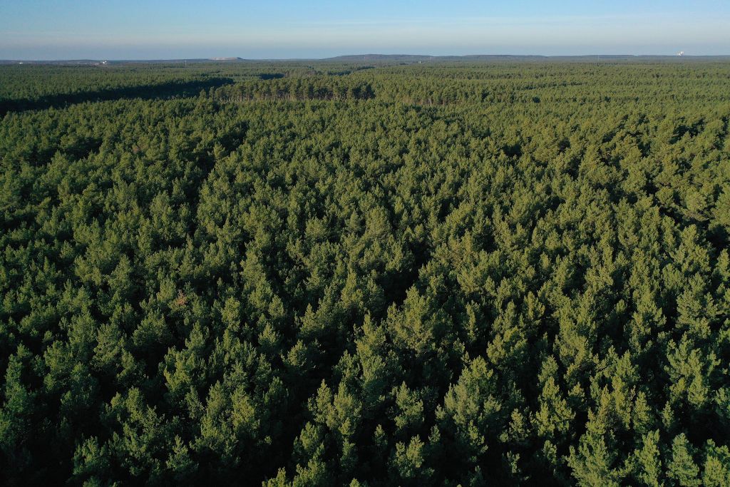 Study: In 2 decades, nearly 146 million acres of forest have regrown ...