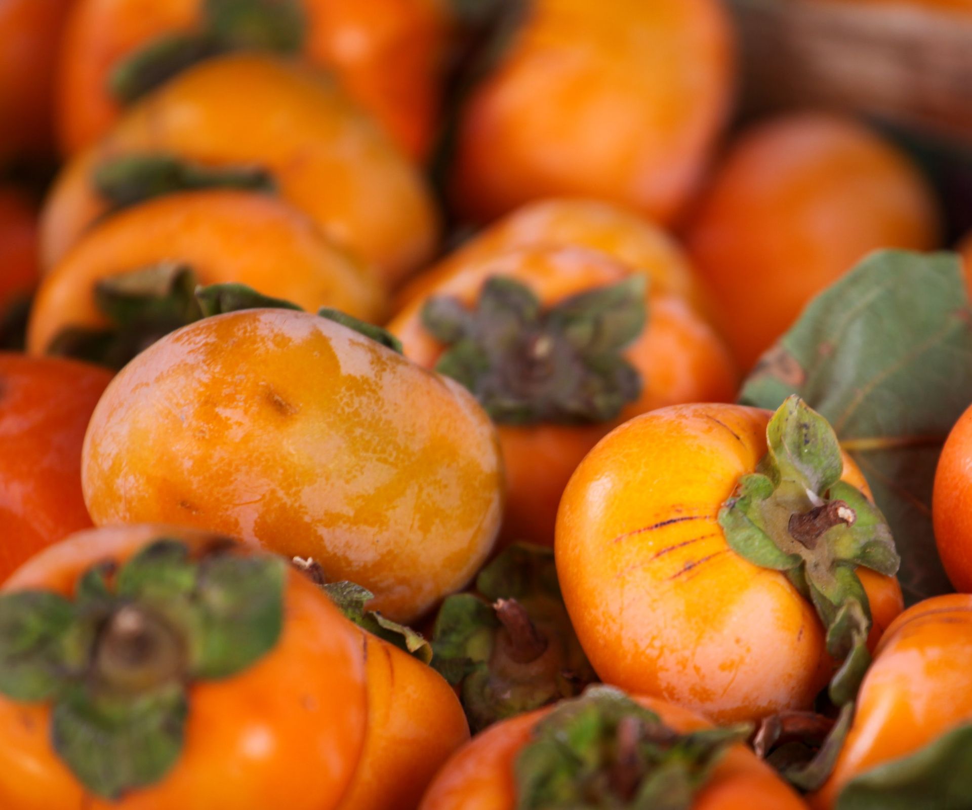How to grow a persimmon tree in a container: expert advice | Homes and ...