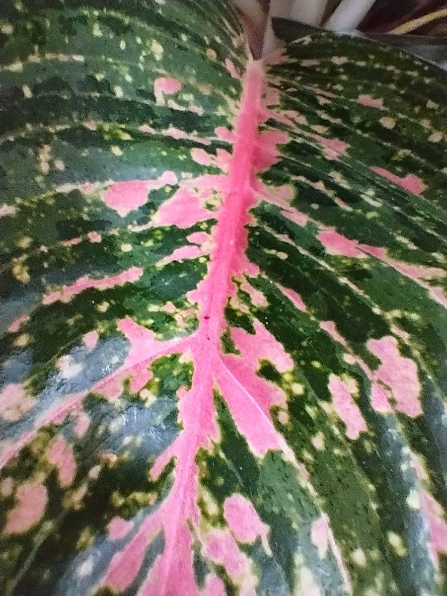 Moto G53 5G review: an affordable phone with too many compromises ...