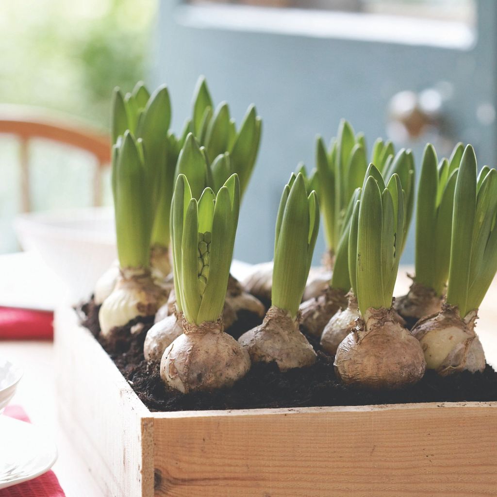 Why now is the best time to buy bulbs for your garden | Ideal Home