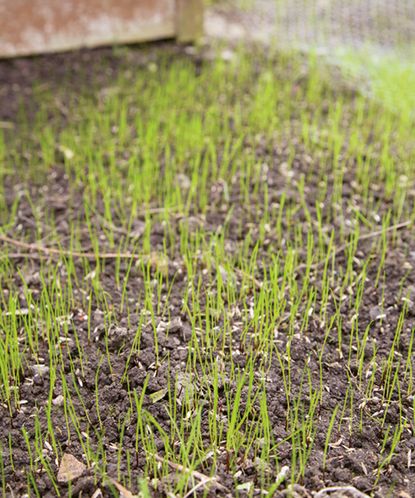 When does grass seed start to grow? Expert tips on timings | Homes and ...