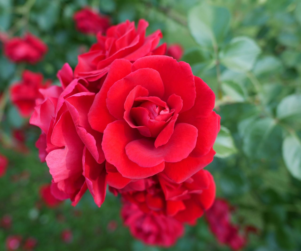 Fast Growing Climbing Roses: 8 Quick Picks For Vertical Wins ...