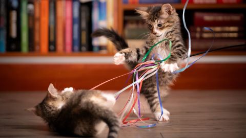 32 activities to do with your cat | PetsRadar