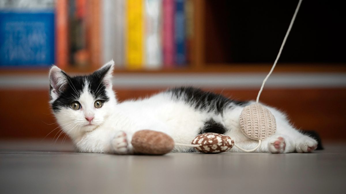 Valerian for cats: Vet reveals the pros, cons, and effects | PetsRadar