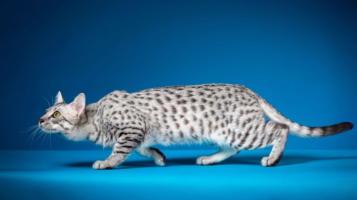 Egyptian Mau cat: Breed profile and information | PetsRadar
