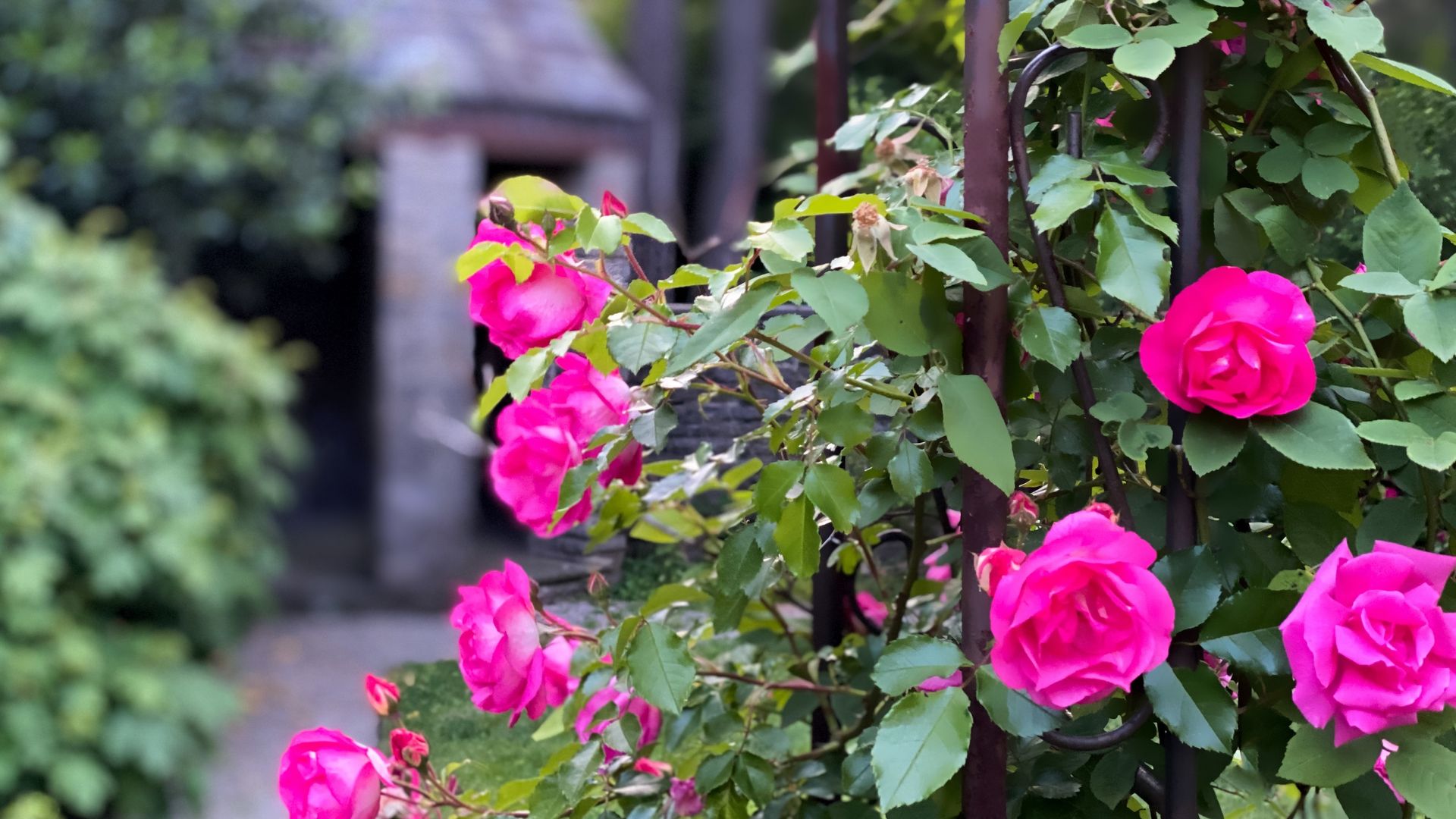5 climbing plants with pink flowers to add to your garden | Ideal Home