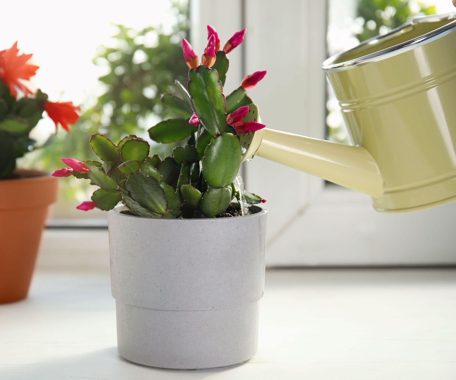 How to save an overwatered Christmas cactus: expert advice | Homes and ...