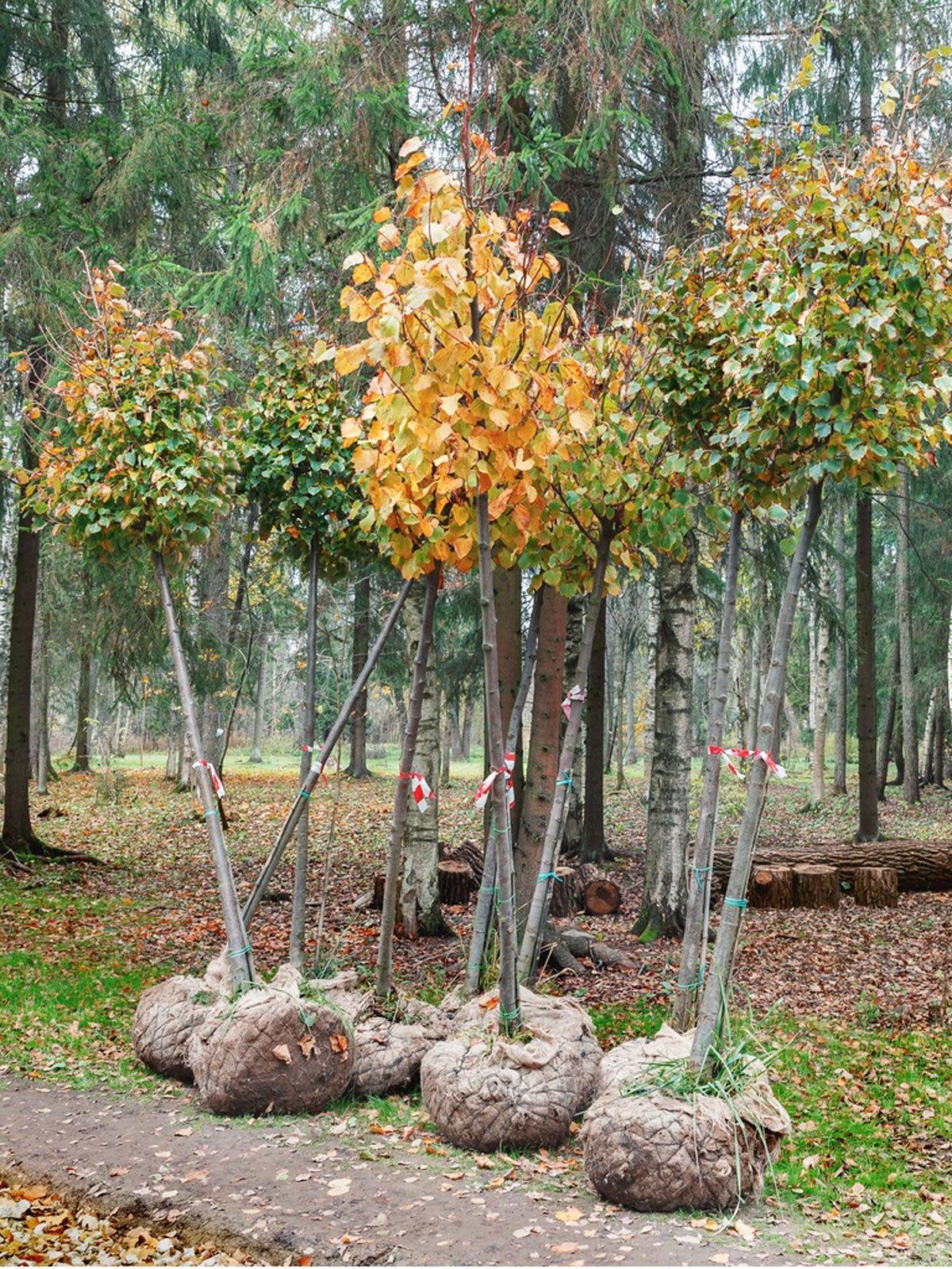 Trees Wrapped In Burlap – Tips On Planting A Balled And Burlapped Tree ...