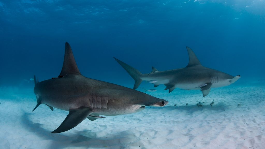 Every year, dozens of female hammerhead sharks mysteriously convene in ...
