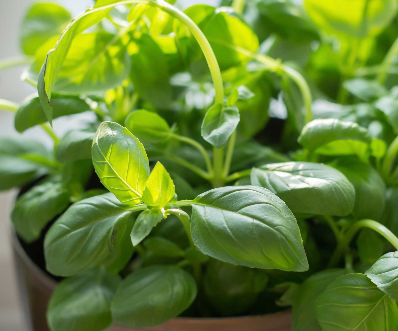 Best pest-repellent plants: 10 ways to deter pesky bugs | Homes and Gardens