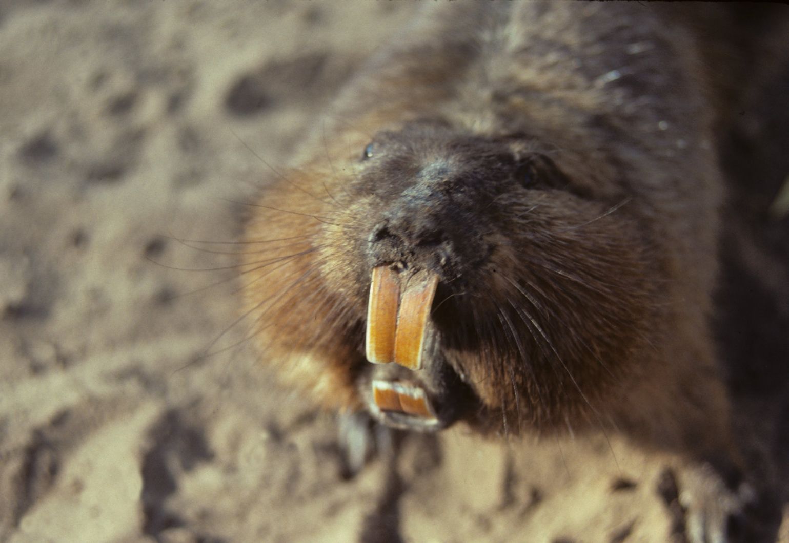 Gopher Cousins: 4 Adorable Rodent Species Found | Live Science
