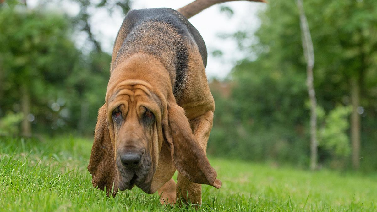 32 fun facts about bloodhounds | PetsRadar