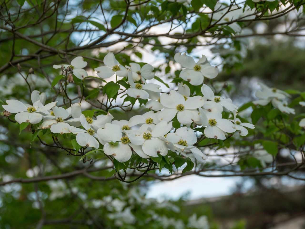 What Is Partial Shade for Plants? A Garden Writer Explains | Livingetc