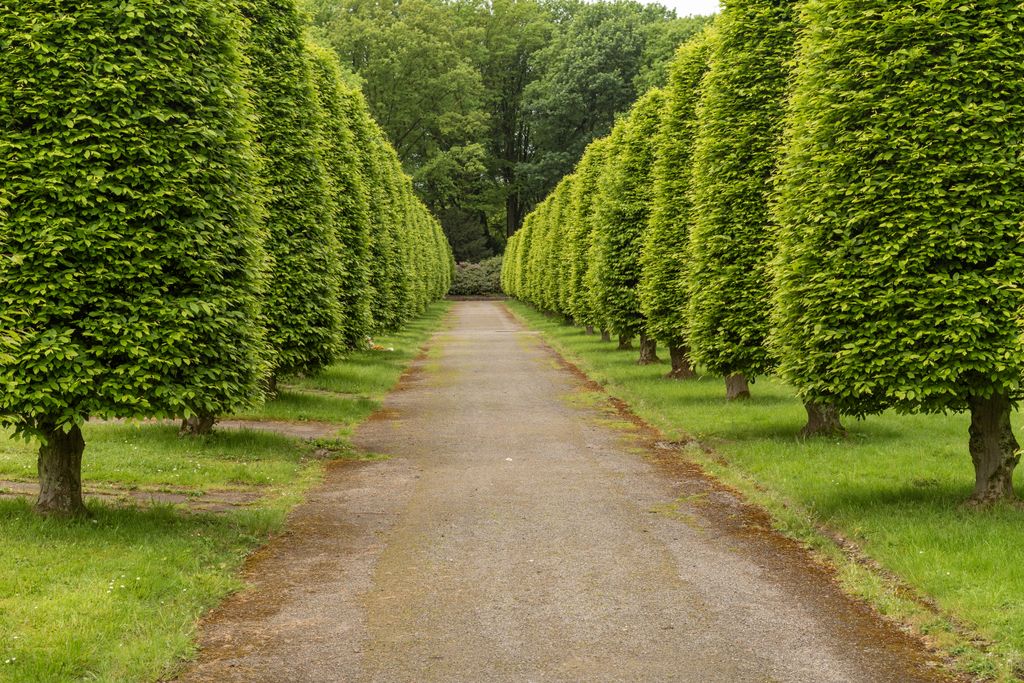 Best Trees for Privacy — 13 Varieties to Help Screen a Yard | Livingetc