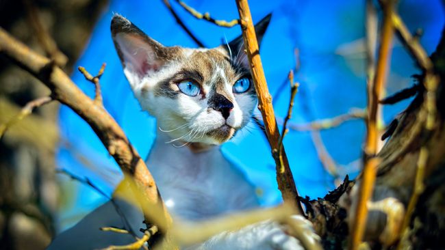 20 mischievous cat breeds | PetsRadar