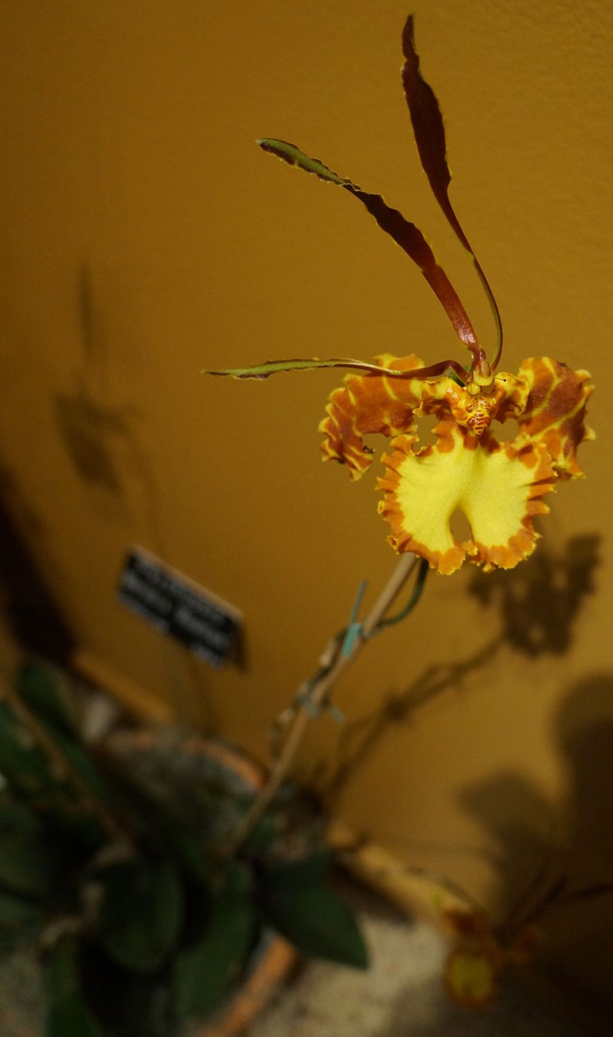The Orchids of Latin America (Gallery) | Flowers in Photos | Live Science