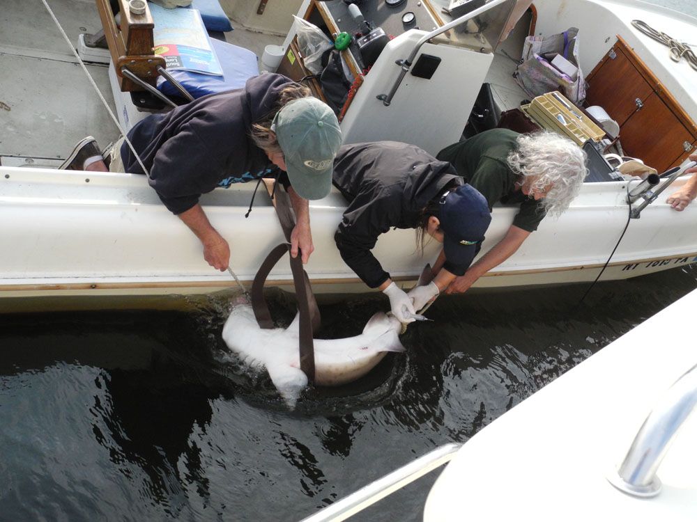 Photos: Baby Sand Tiger Sharks | Live Science