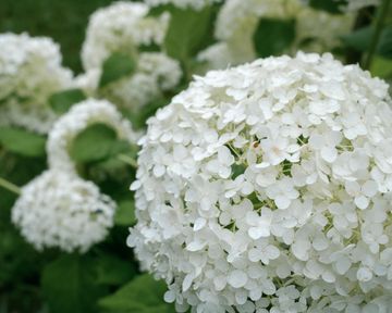 Best plants for small gardens: 22 stunning choices for compact plots ...