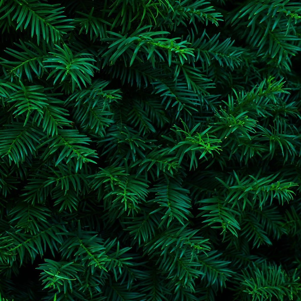Evergreen Plant Care – Tips For Identifying And Growing Evergreens ...