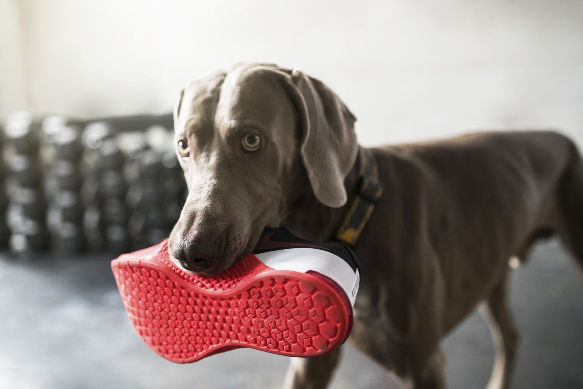 How to train your dog to leave things on command | Country Life