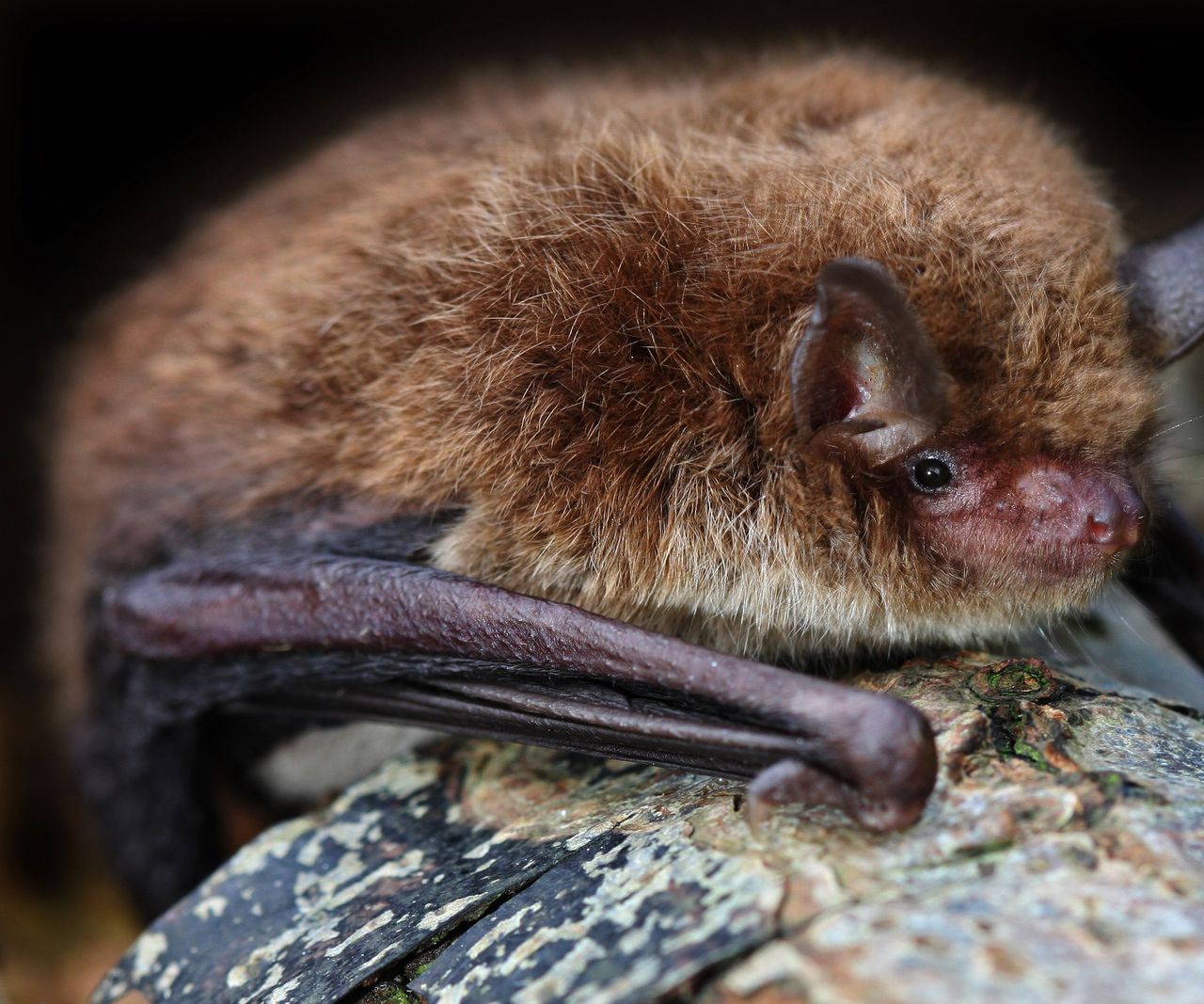 Experts share tips on how to attract bats into your backyard | Homes and Gardens
