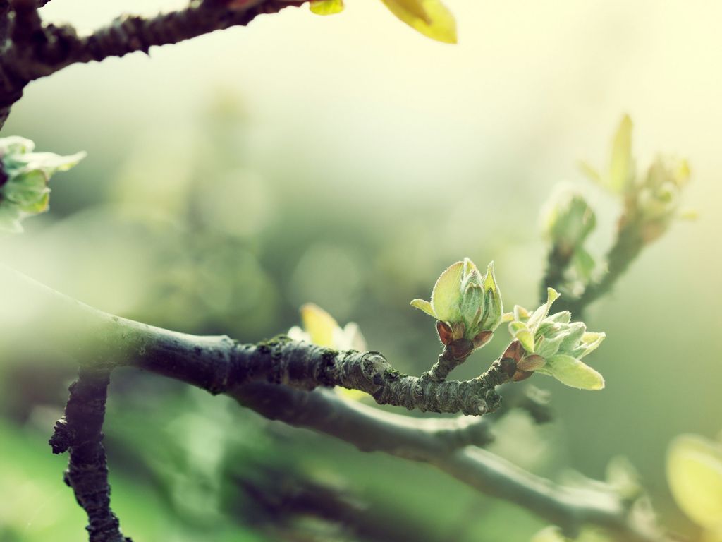 Spraying Fruit Trees — How (and When) to Protect From Pests | Livingetc